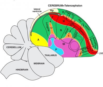 10-year project redraws the map of bird brain | EurekAlert!