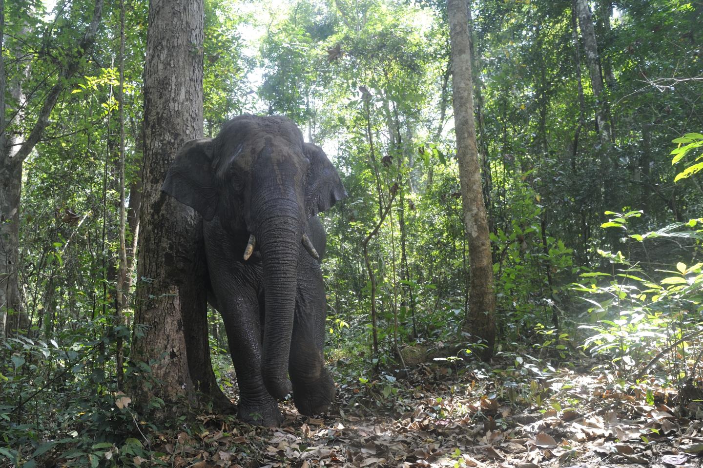 For one tropical tree, effective seed dispers | EurekAlert!