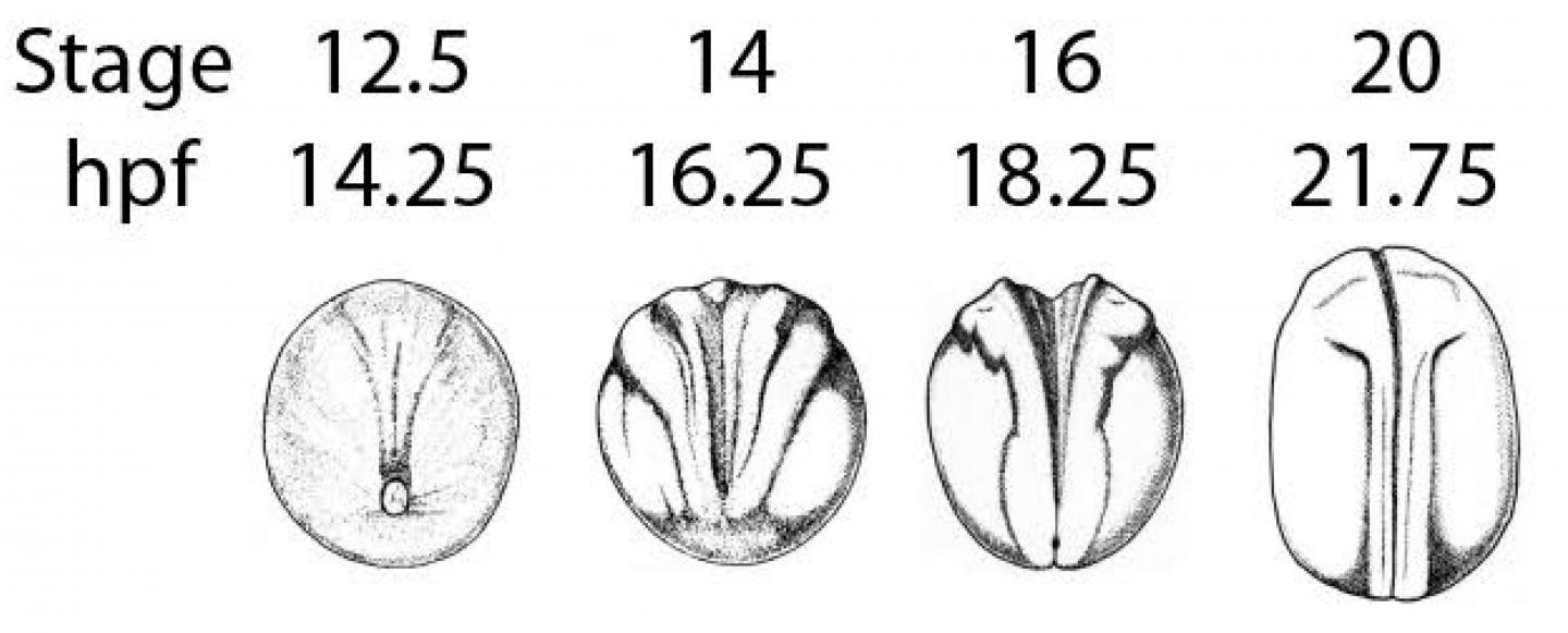 Neural Tube Formation [IMAGE] | EurekAlert! Science News Releases
