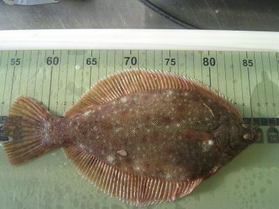 Winter Flounder on Measuring B [IMAGE] | EurekAlert! Science News Releases