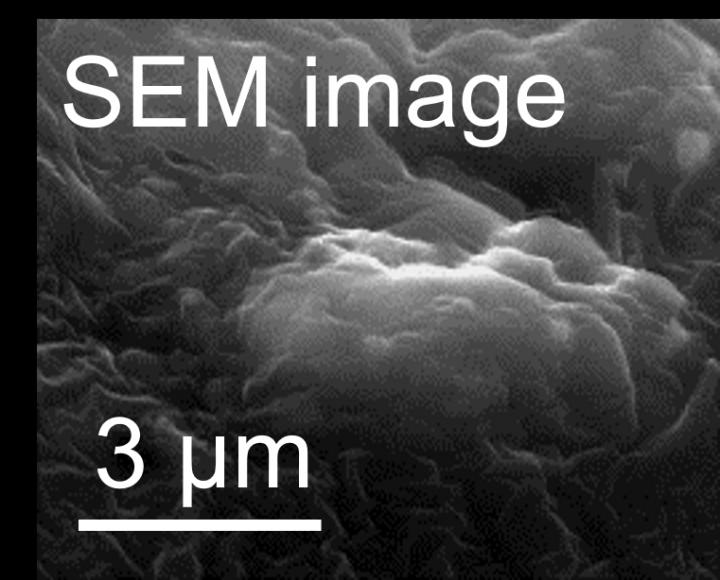 Scanning Electron Microscope I [IMAGE] | EurekAlert! Science News Releases