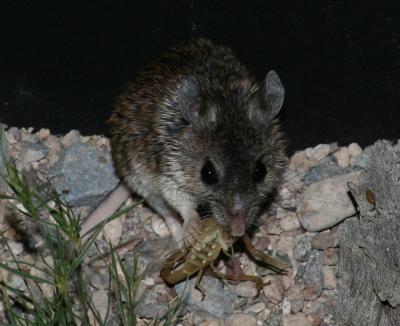 The Mice that Evolved to Resist Pain (6 of 9) | EurekAlert!