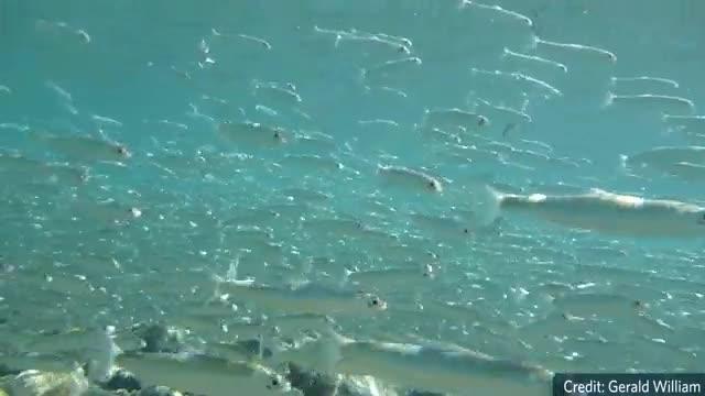 Salmon smolts find safety in numbers | EurekAlert!