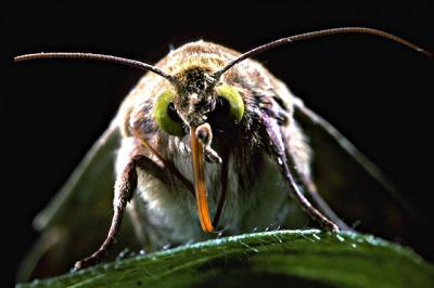 Bollworm Moth [IMAGE] | EurekAlert! Science News Releases