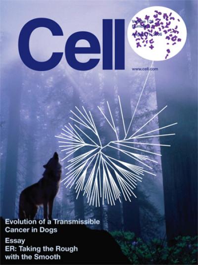 August 11, 2006, Cell cover [IMAGE] | EurekAlert! Science News Releases