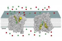 A Close-Up of an Ion Transporter (1 of 2) | EurekAlert!