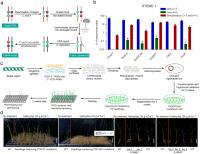 Directed evolution of endogenous genes opens | EurekAlert!