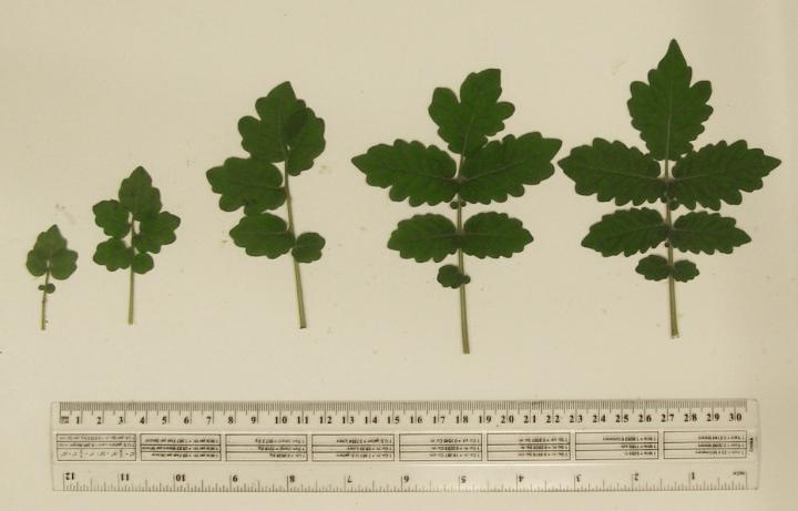 Leaf Development [IMAGE] | EurekAlert! Science News Releases