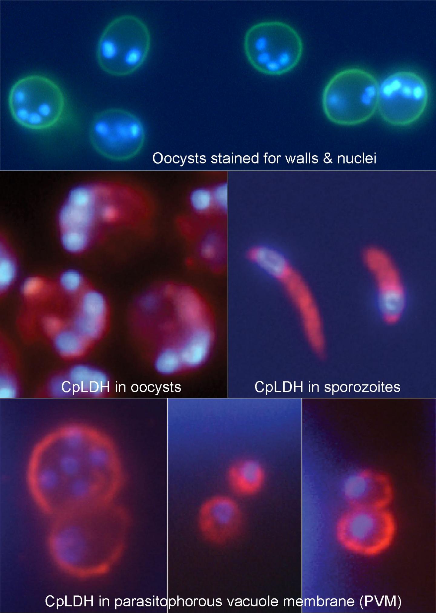 Cryptosporidium Parvum Oocysts