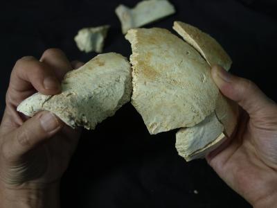 Skulls with Mix of Traits Illu [IMAGE] | EurekAlert! Science News Releases