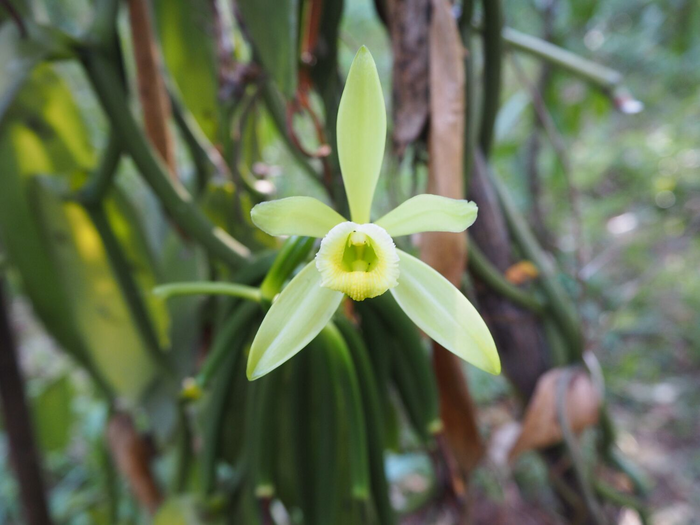 Vanilla in flower [IMAGE] | EurekAlert! Science News Releases