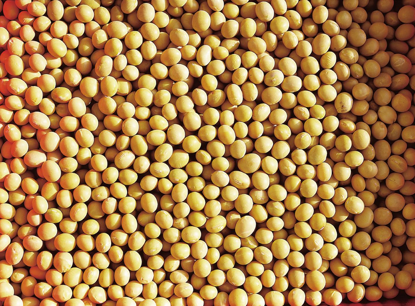 Soybeans [IMAGE] | EurekAlert! Science News Releases