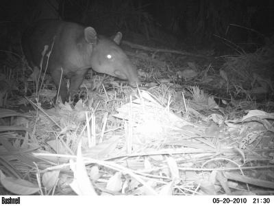 Tapir (2 of 2) [IMAGE] | EurekAlert! Science News Releases