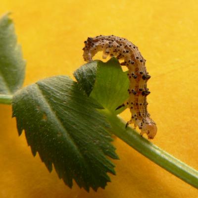 Tobacco Budworm [IMAGE] | EurekAlert! Science News Releases