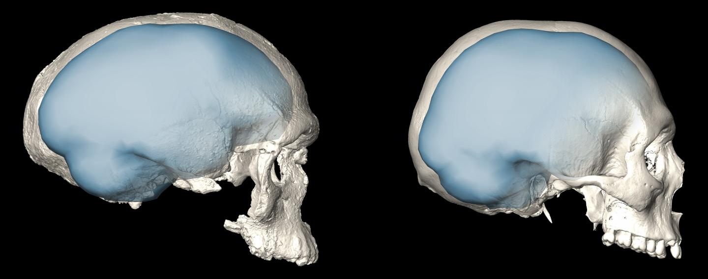 Modern Human Brain Shape Evolved Gradually, U | EurekAlert!