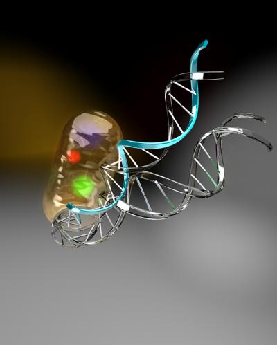 Single-Cell Studies Reveal Some Surprising In | EurekAlert!