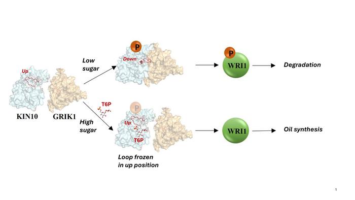 schematic of protein interacti [IMAGE] | EurekAlert! Science News Releases