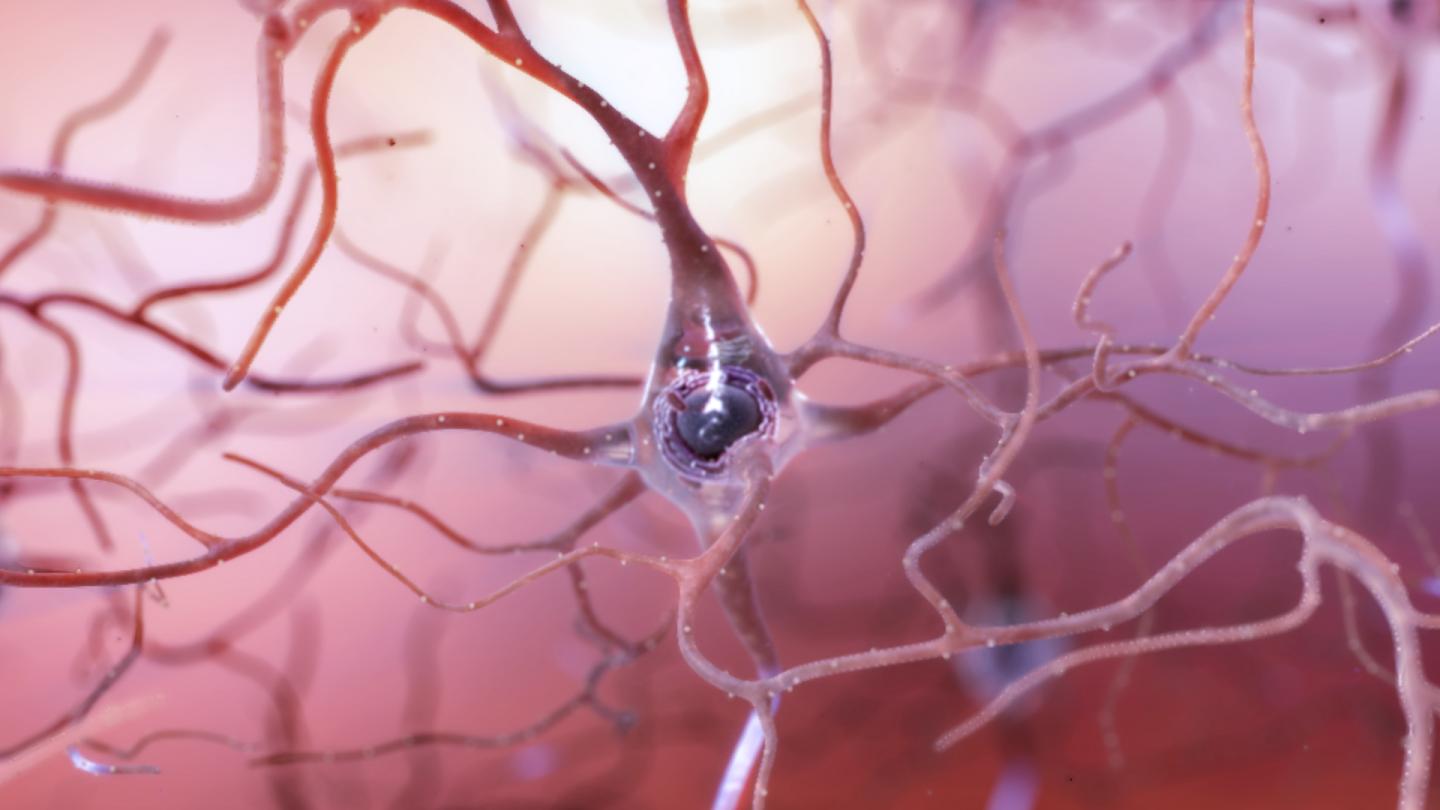 Healthy Neuron Illustrated [IMAGE] | EurekAlert! Science News Releases