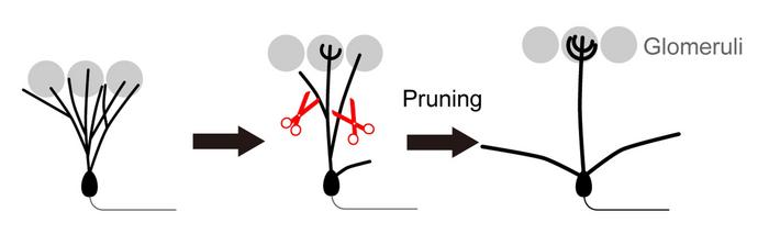 Single dendrite formation proc [IMAGE] | EurekAlert! Science News Releases