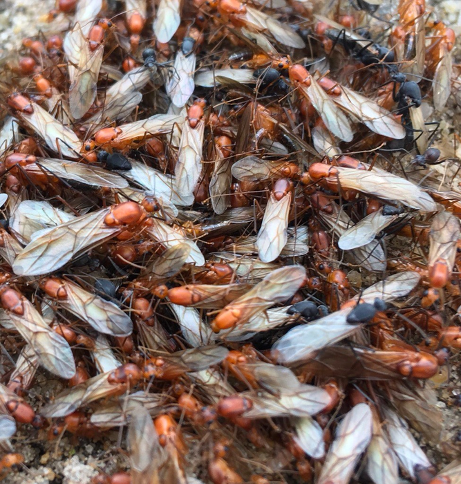 Ants alates [IMAGE] | EurekAlert! Science News Releases
