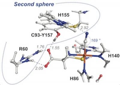 CDO Enzyme [IMAGE] | EurekAlert! Science News Releases
