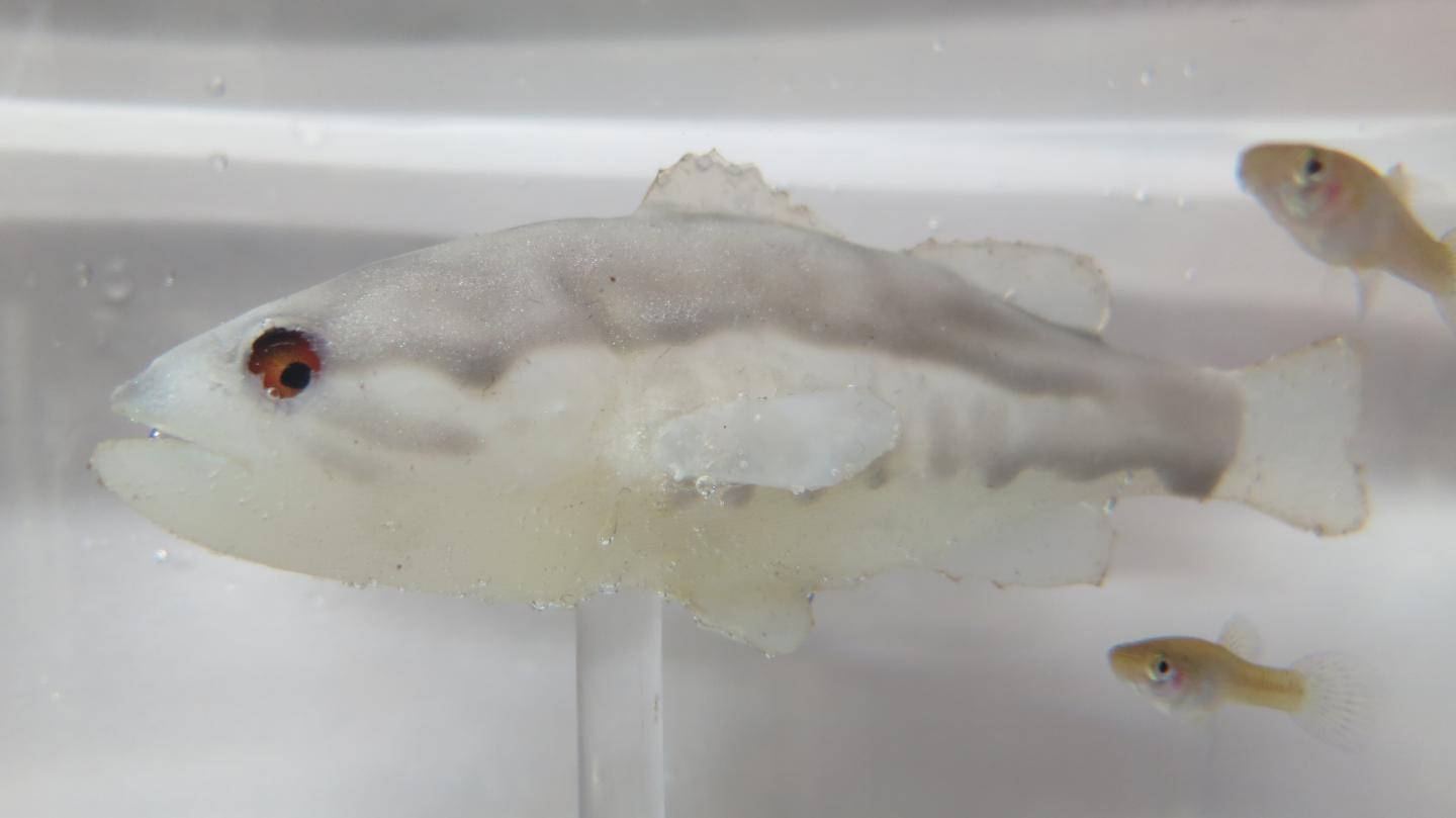 Robotic Largemouth Bass [IMAGE] | EurekAlert! Science News Releases