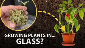 Pilot study uses recycled glass to grow plant | EurekAlert!