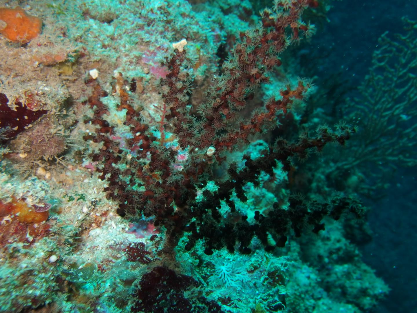 Two new zoantharian species found on eunicid | EurekAlert!