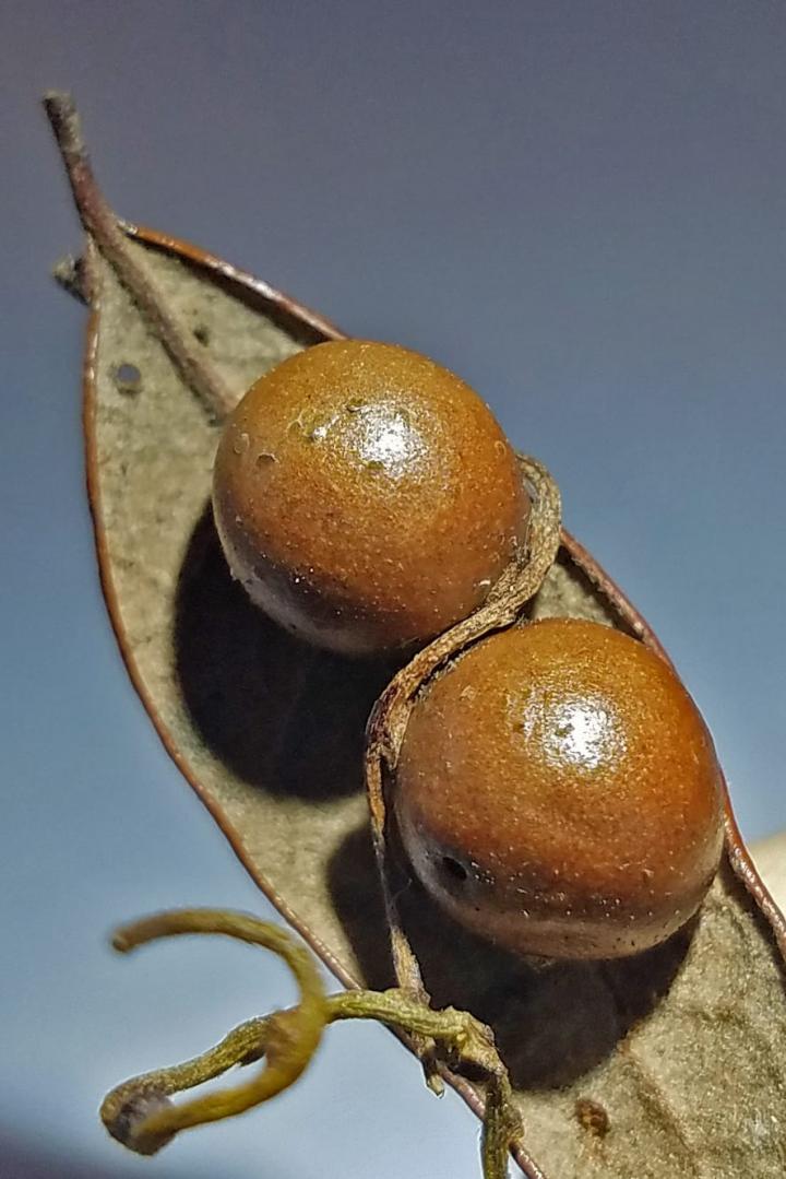 Cassytha Filiformis or 'Love V [IMAGE] | EurekAlert! Science News Releases