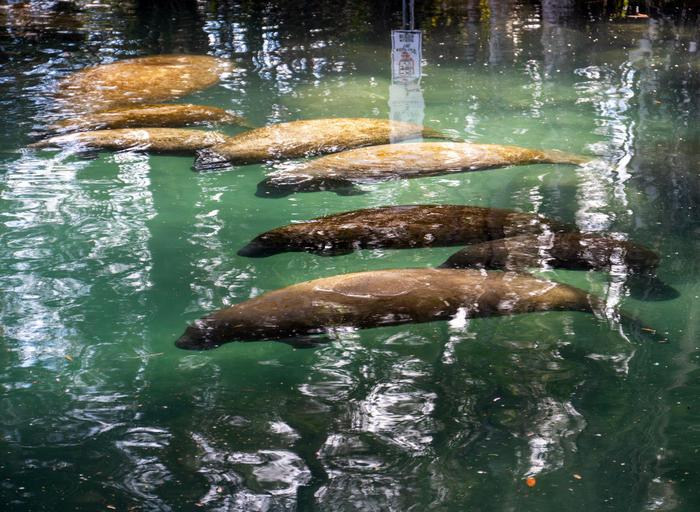 Figure 1 [IMAGE] | EurekAlert! Science News Releases