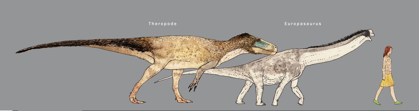 Size Comparison [IMAGE] | EurekAlert! Science News Releases