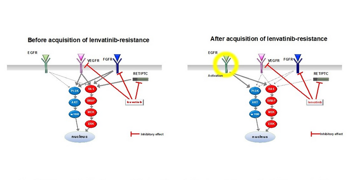Revealing one of the mechanisms by which thyr | EurekAlert!