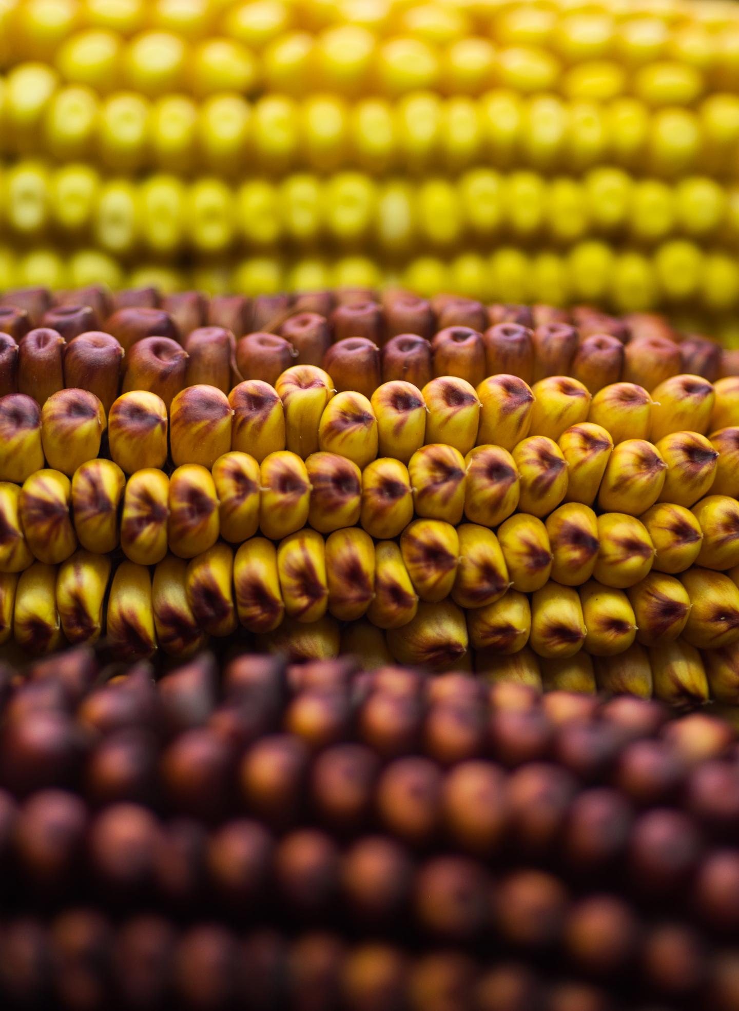 Corn Kernals [IMAGE] | EurekAlert! Science News Releases