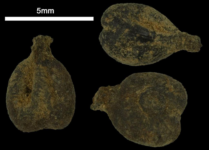 Ancient winegrape seeds under [IMAGE] | EurekAlert! Science News Releases