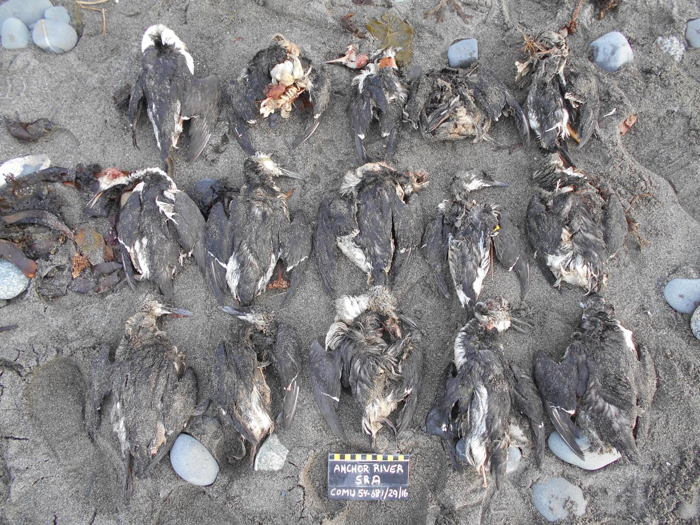Murre Die-Off [IMAGE] | EurekAlert! Science News Releases