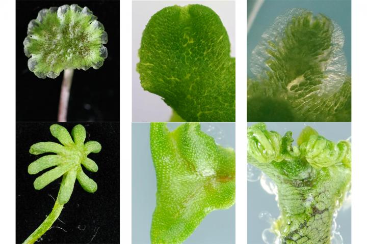 Male and Female Liverwort Plan [IMAGE] | EurekAlert! Science News Releases