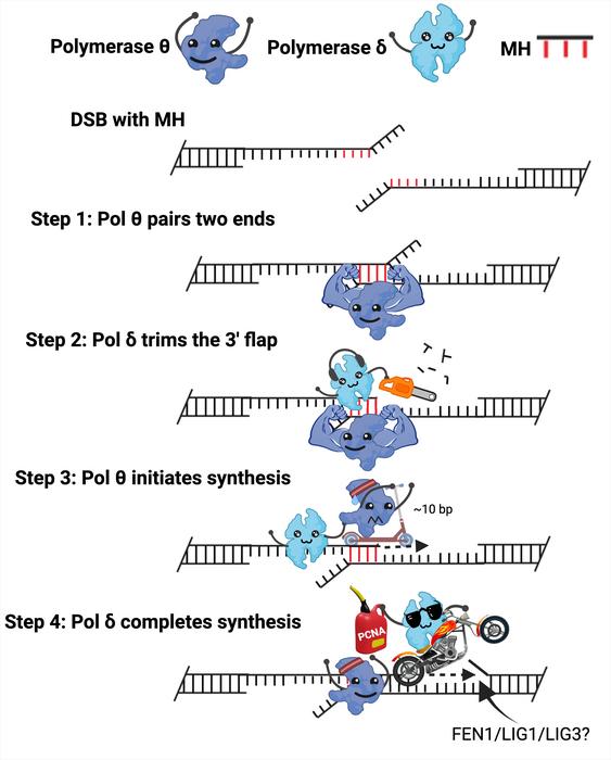 Pol Theta and Delta Model [IMAGE] | EurekAlert! Science News Releases