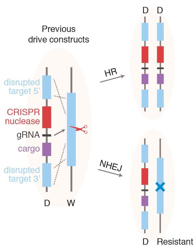 An Alternative, More Stable Gene Drive (3 of | EurekAlert!