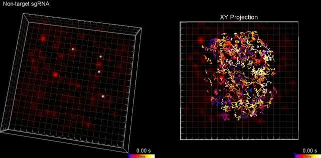 Gene Editing Protein Efficiently "Skims" Over | EurekAlert!