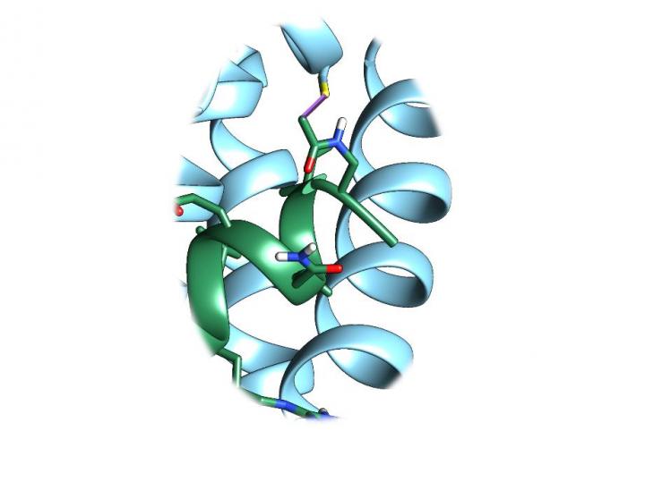 Bfl-1 [IMAGE] | EurekAlert! Science News Releases