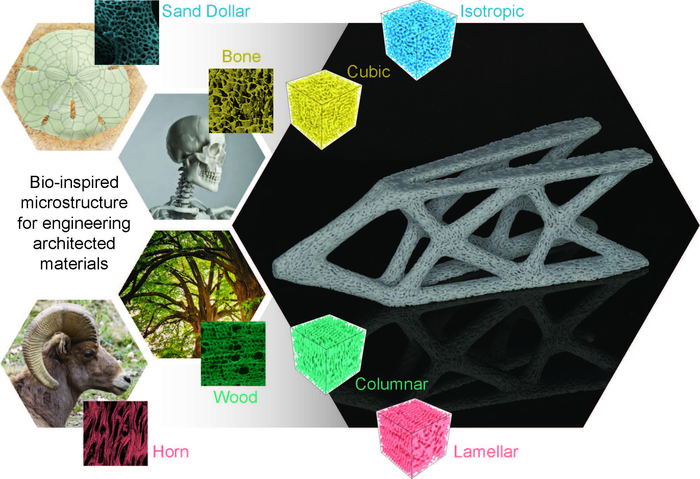 Nature inspired strong, lightweight material | EurekAlert!