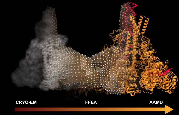 SARS-CoV-2 Replication Transcr [IMAGE] | EurekAlert! Science News Releases