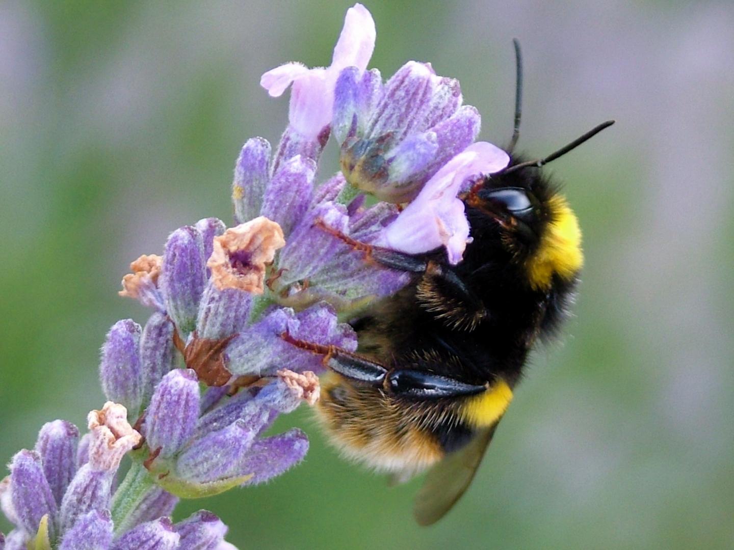 Bumble bee on lavender [IMAGE] | EurekAlert! Science News Releases