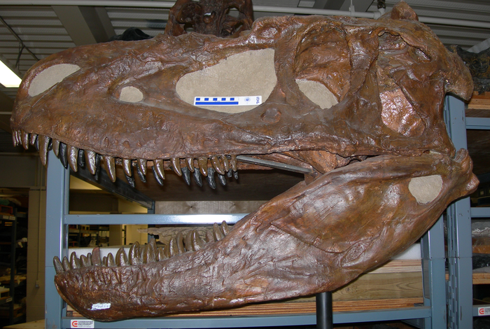 Daspletosaurus torosus skull ( [IMAGE] | EurekAlert! Science News Releases