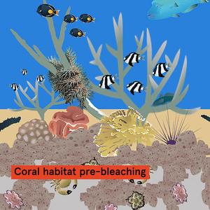 Reef-devouring predator survives coral bleach | EurekAlert!