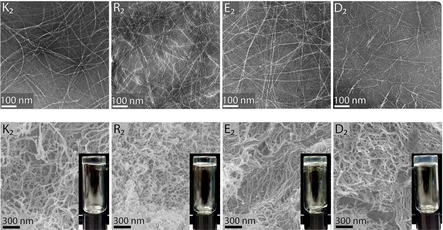 HYDROGEL 2 [IMAGE] | EurekAlert! Science News Releases