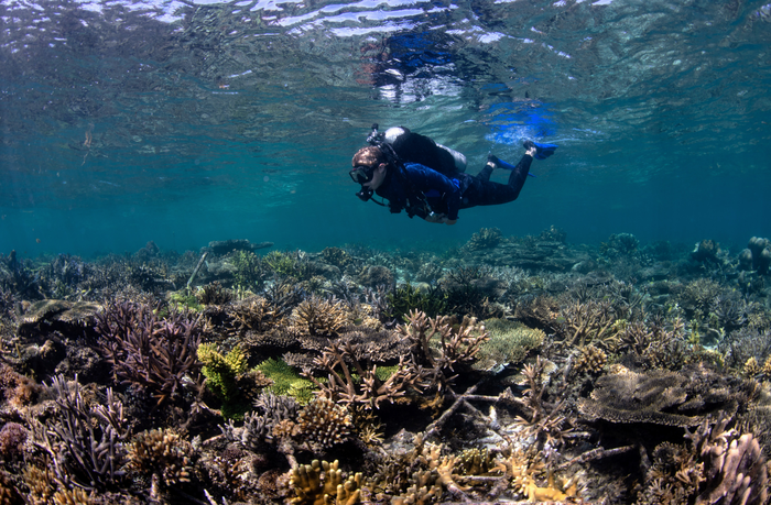 A restored reef, 3 years after [IMAGE] | EurekAlert! Science News Releases