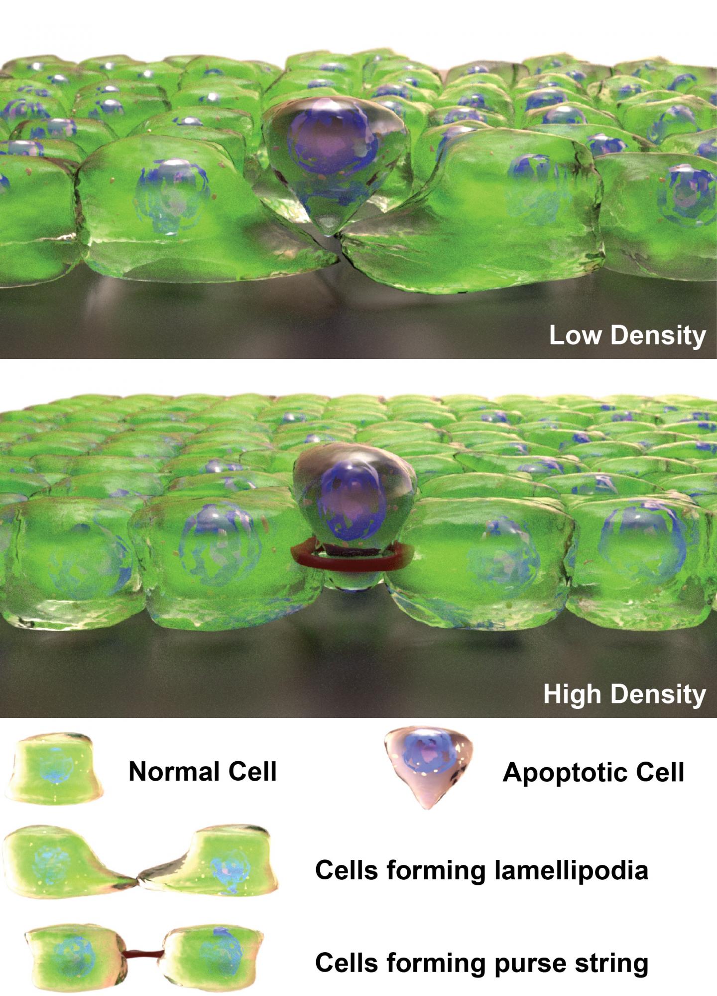 Cell Extrusion Mechanisms [IMAGE] | EurekAlert! Science News Releases
