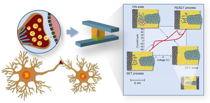 Synapses as a model: solid-state memory in ne | EurekAlert!