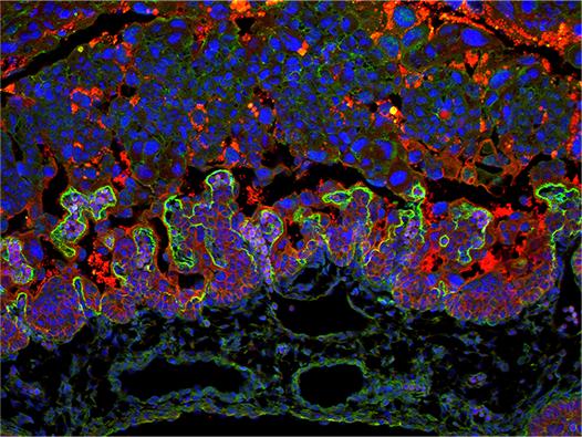 Cells of a Healthy Mouse Place [IMAGE] | EurekAlert! Science News Releases